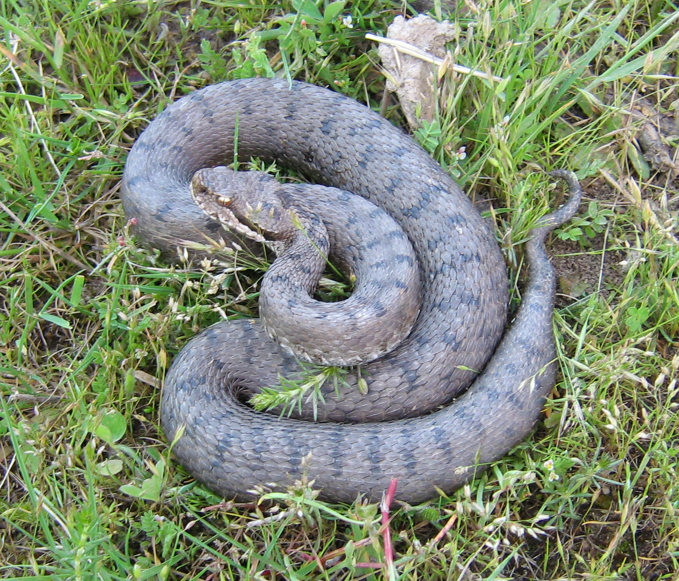 El Artesano Numantino: VIBORAS:" ASPID y HOCICUDA" , cuidadin...