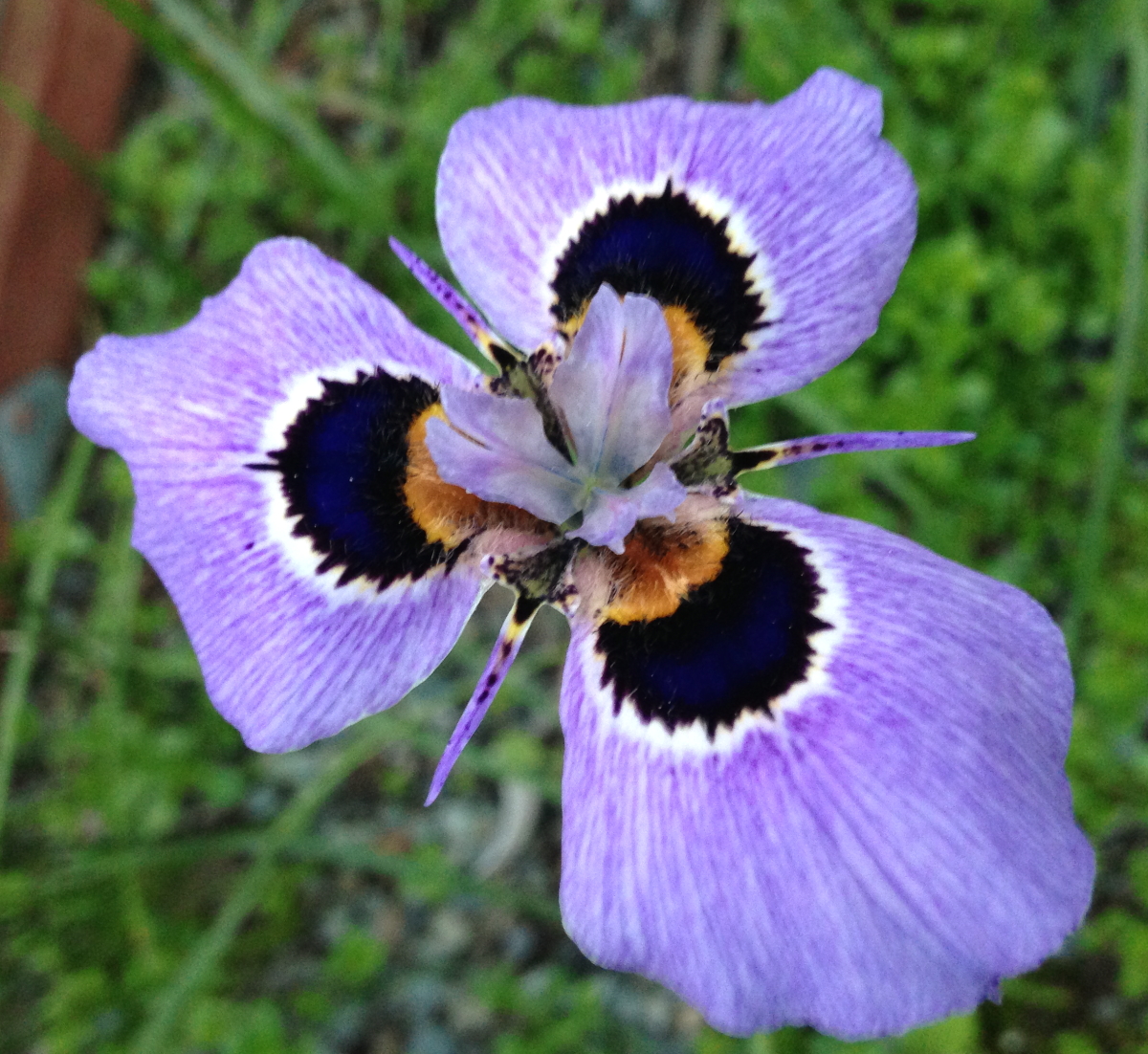 Growing Cool Plants: Moraea MM 12-166