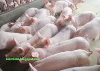 JUAL BIBIT BABI & BABI POTONG: Jual Anak Babi