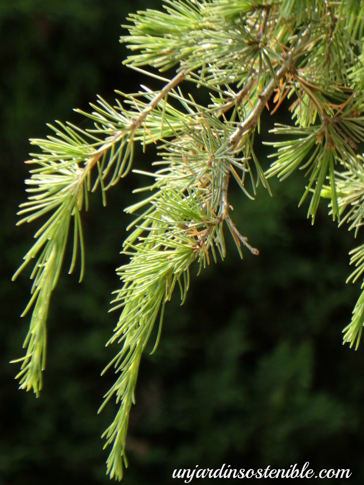 unjardinsostenible.com: Deodara (Cedro llorón, Cedro del Himalaya ...