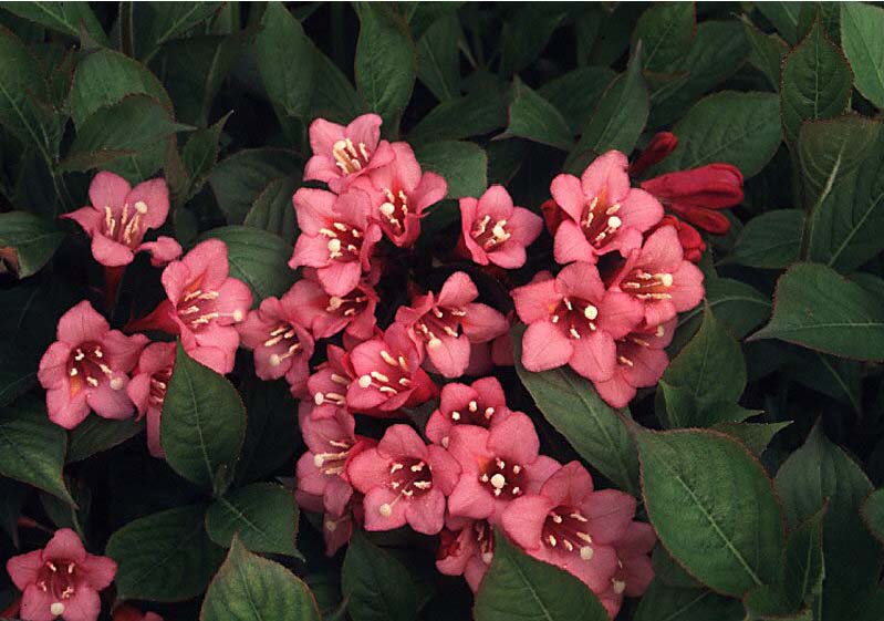 Beechwood Landscape Architecture and Construction: Weigela florida ...