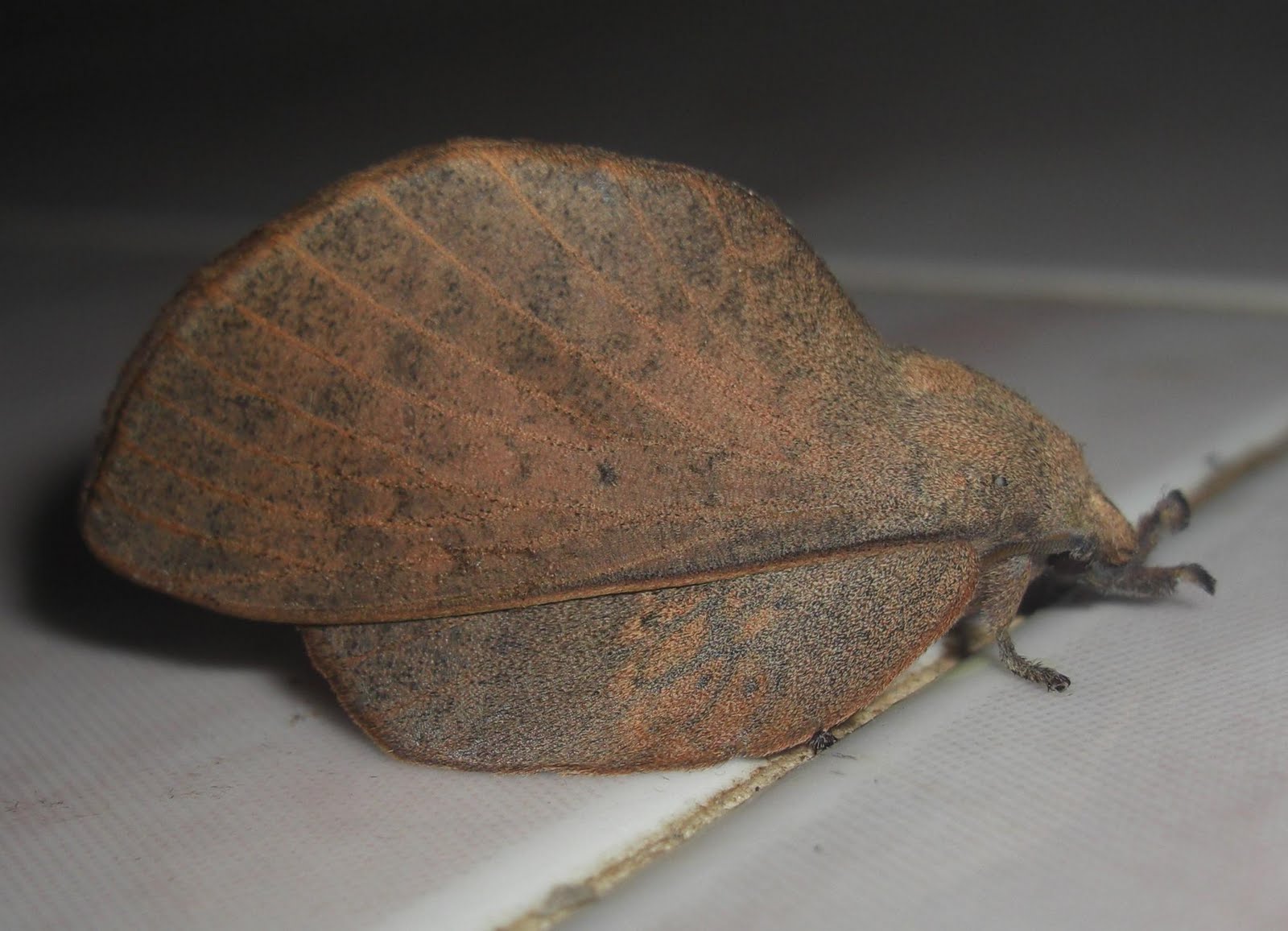 Photography & Me: Dead Leaf Mimics