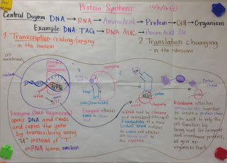 Mrs. Paul - Biology: Biology 2016-2017 Charts/Notes