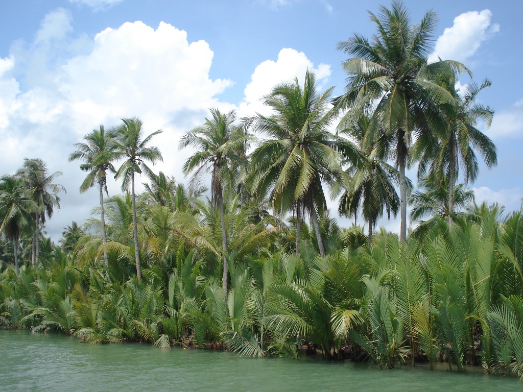 OUR PHILIPPINE TREES: The Two Palms of the Loboc River