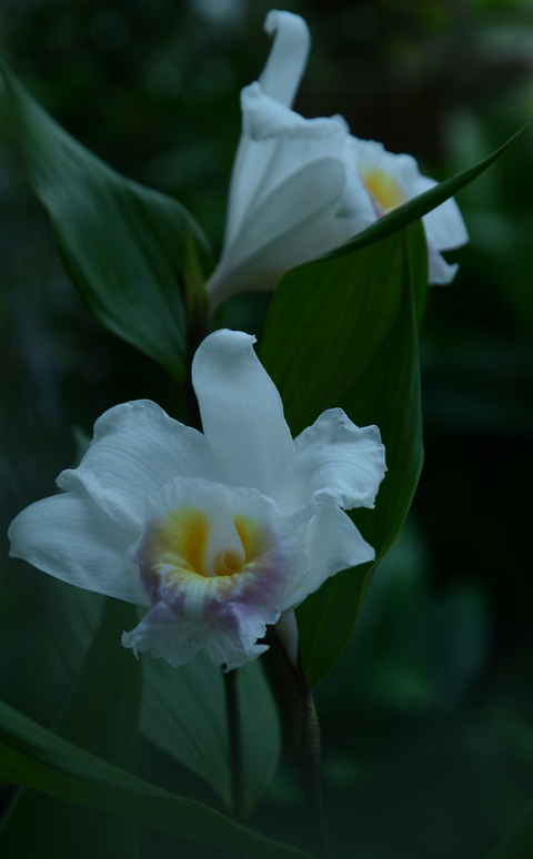 The Orchid Column: Sobralia callosa and Friends