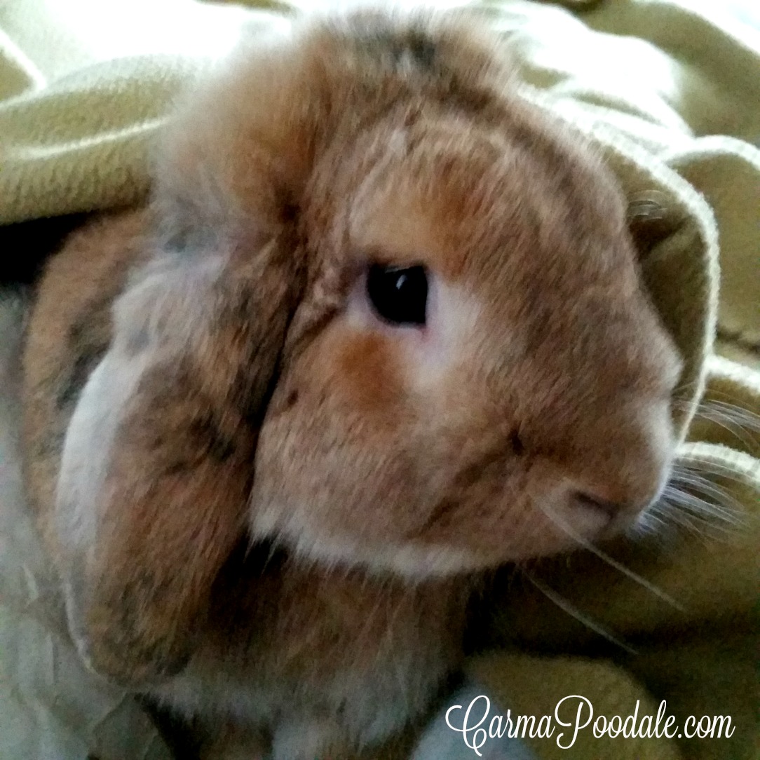 Carma Poodale : Peanut Bunny, The Foster House Rabbit Update