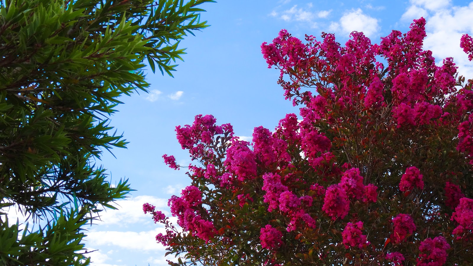 MAP: MELBOURNE STREET TREES 62 - CREPE MYRTLE