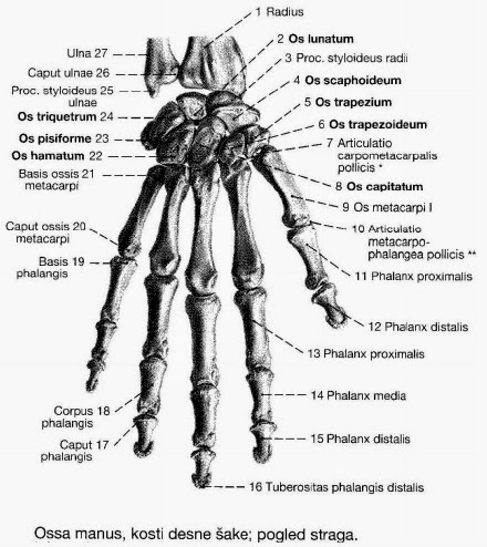 Povrede rucnog zgloba: Anatomija rucnog zgloba