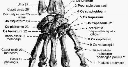 Povrede rucnog zgloba: Anatomija rucnog zgloba