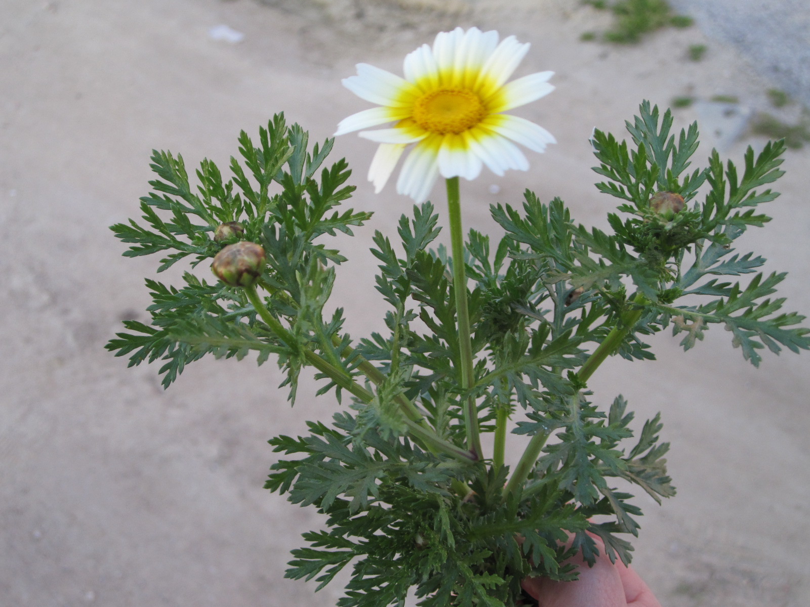 TENHO SAUDADES DO MEU ALENTEJO: Malmequeres do campo