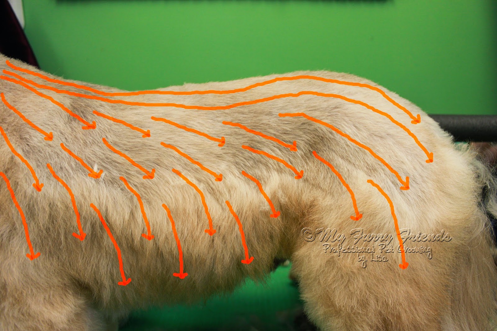 Pet Grooming: The Good, The Bad, & The Furry: Smooth Clipping