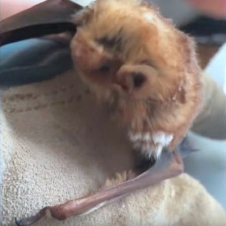 Baby Microbats