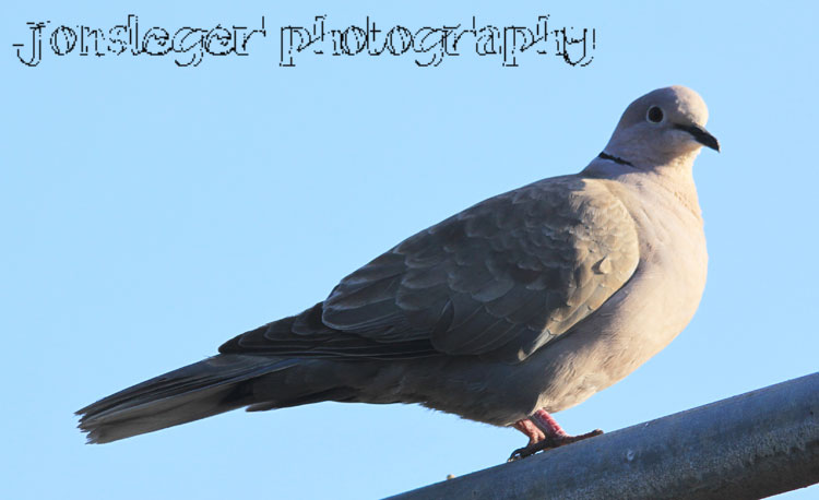 Northern Illinois Birder: Eurasian Collared Dove, Ventura California ...