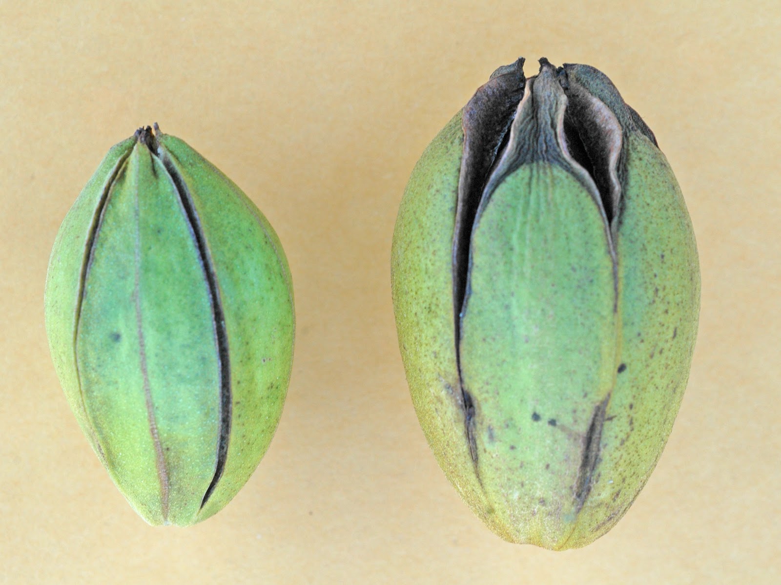 Northern Pecans: Shuck split date and young pecan trees