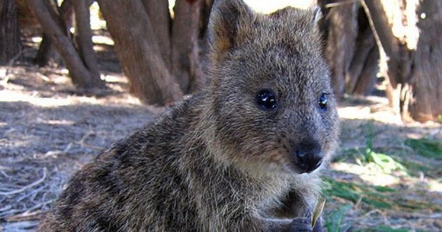 Animals under threat: Species Profile: Quokka