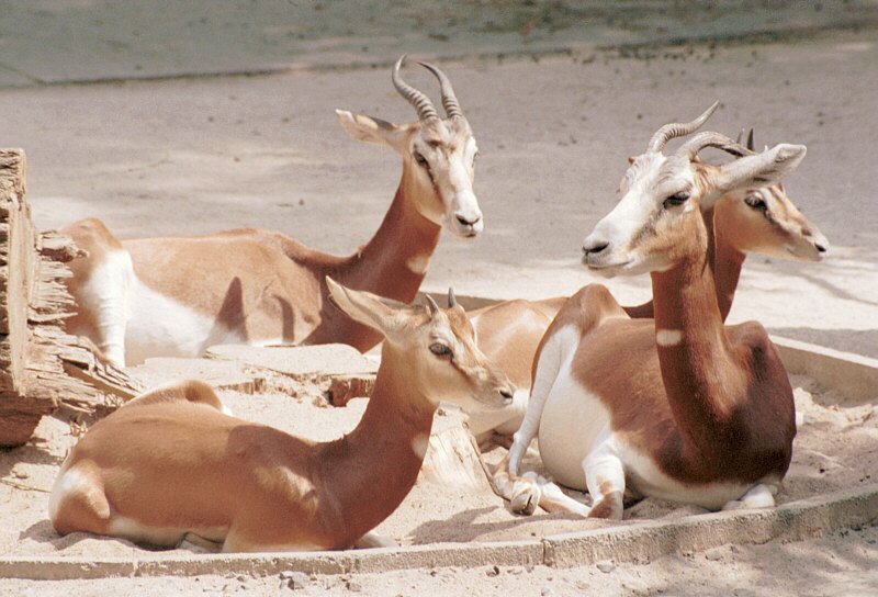 Hronoblog: 1,806-0,3 млн лет назад.Irvingtonian ярус (Северная Америка)