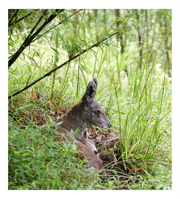 The Green Ogre: Freedom in a cage - a critical look at captive breeding