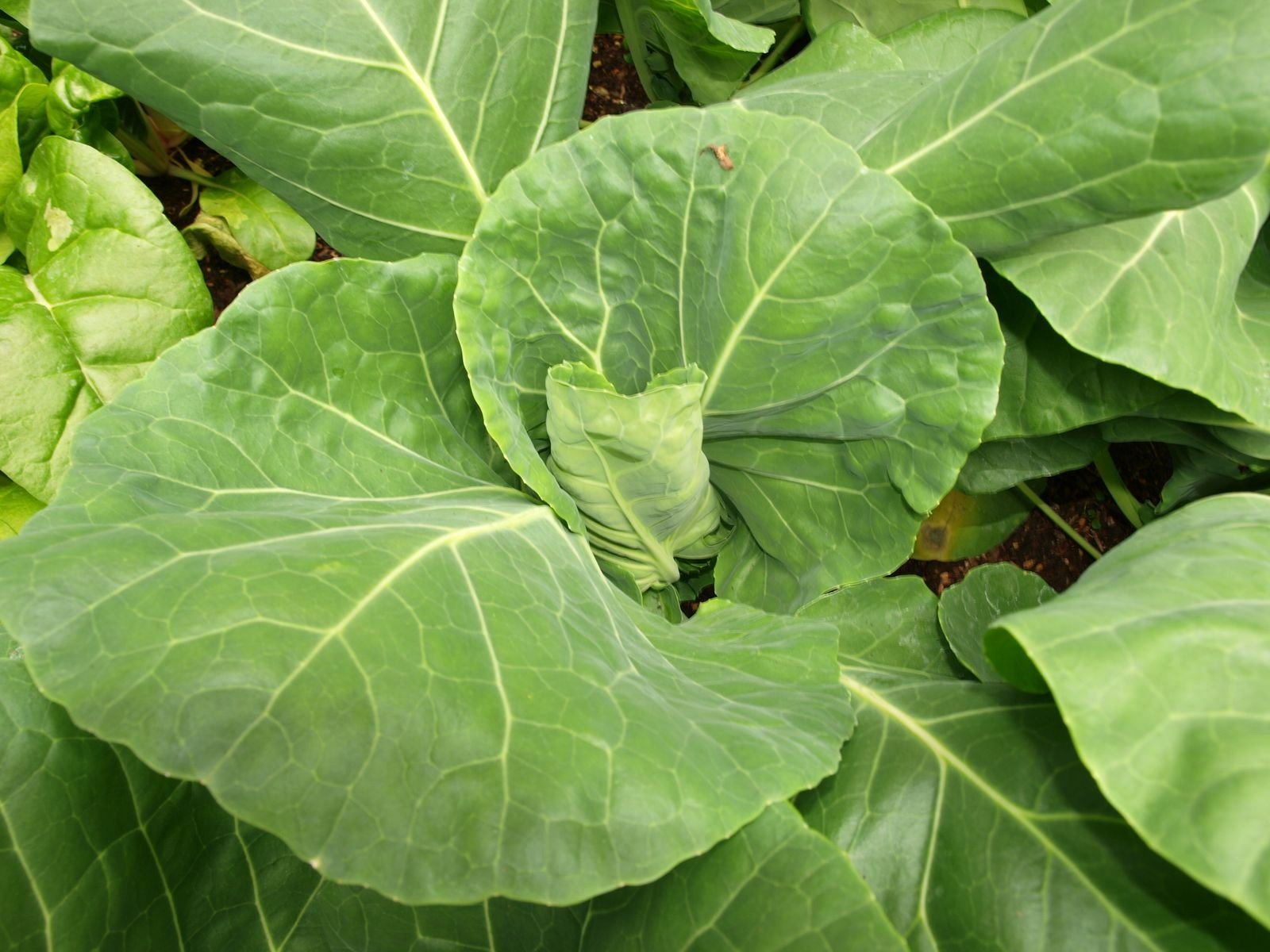Mark's Veg Plot: Brassica update