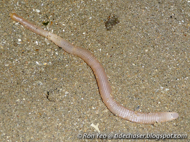 tHE tiDE cHAsER: Annelid Worms (Phylum Annelida) of Singapore
