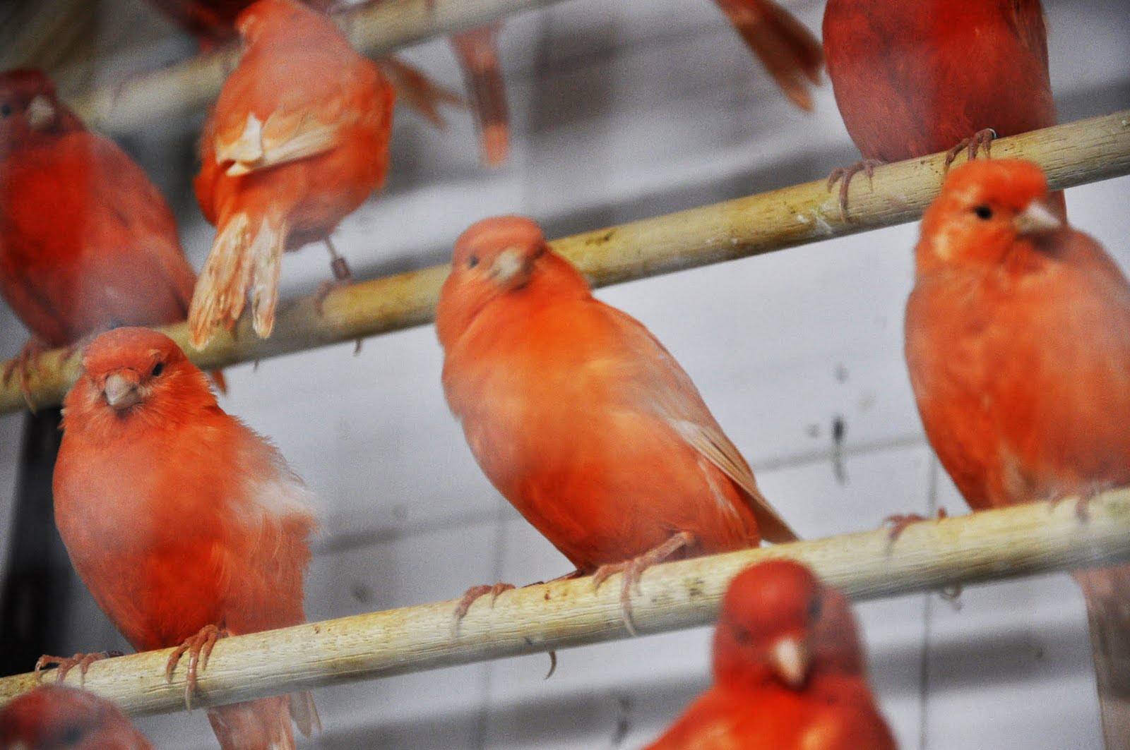 El rincón de un canaricultor...: Canarios rojos
