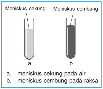 Meniskus Cekung dan Meniskus Cembung - Menurut Ahli