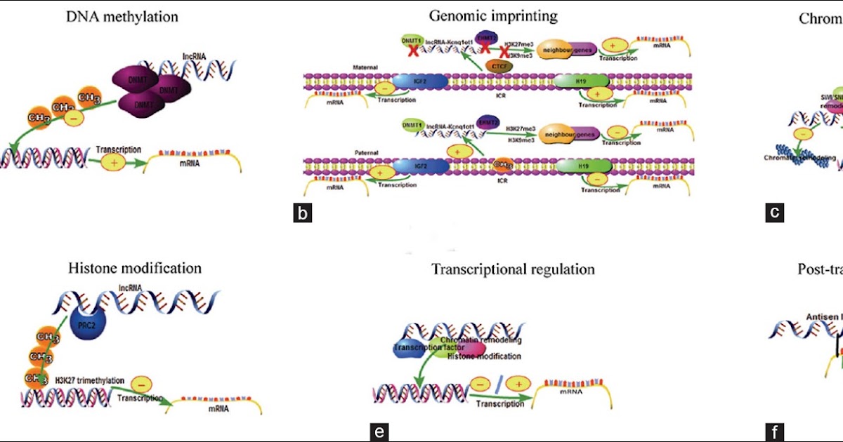 Modern Science refutes the Evolutionary theory: Epigenetic inheritance ...
