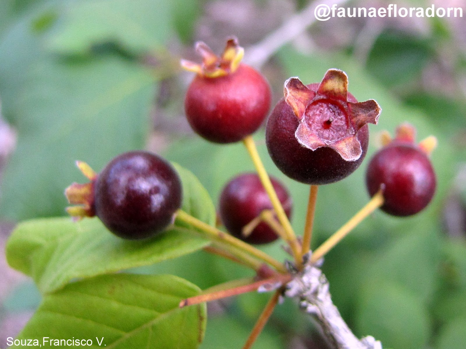 FAUNA E FLORA DO RN: Guabiraba Campomanesia aromatica (Aubl.) Griseb.