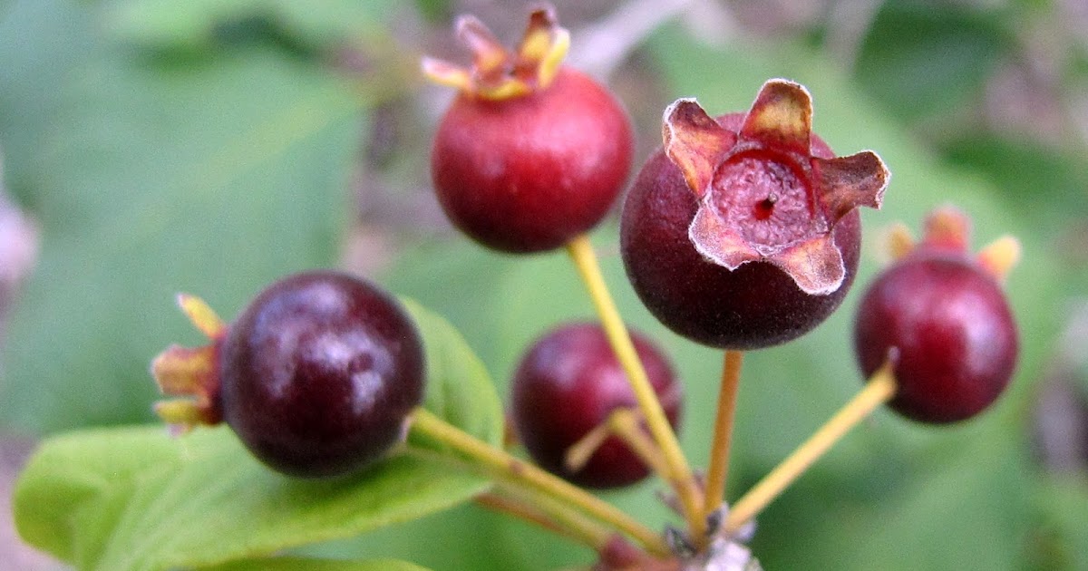 FAUNA E FLORA DO RN: Guabiraba Campomanesia aromatica (Aubl.) Griseb.