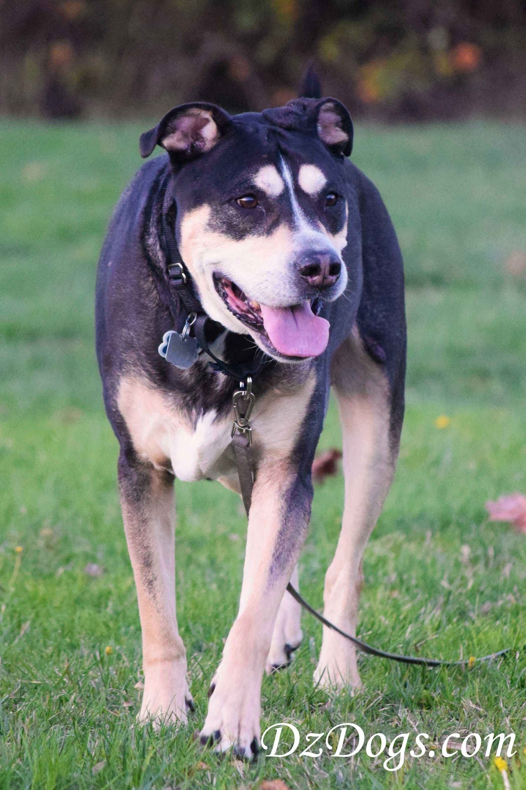 Dzs Adventures Handsome Eddie