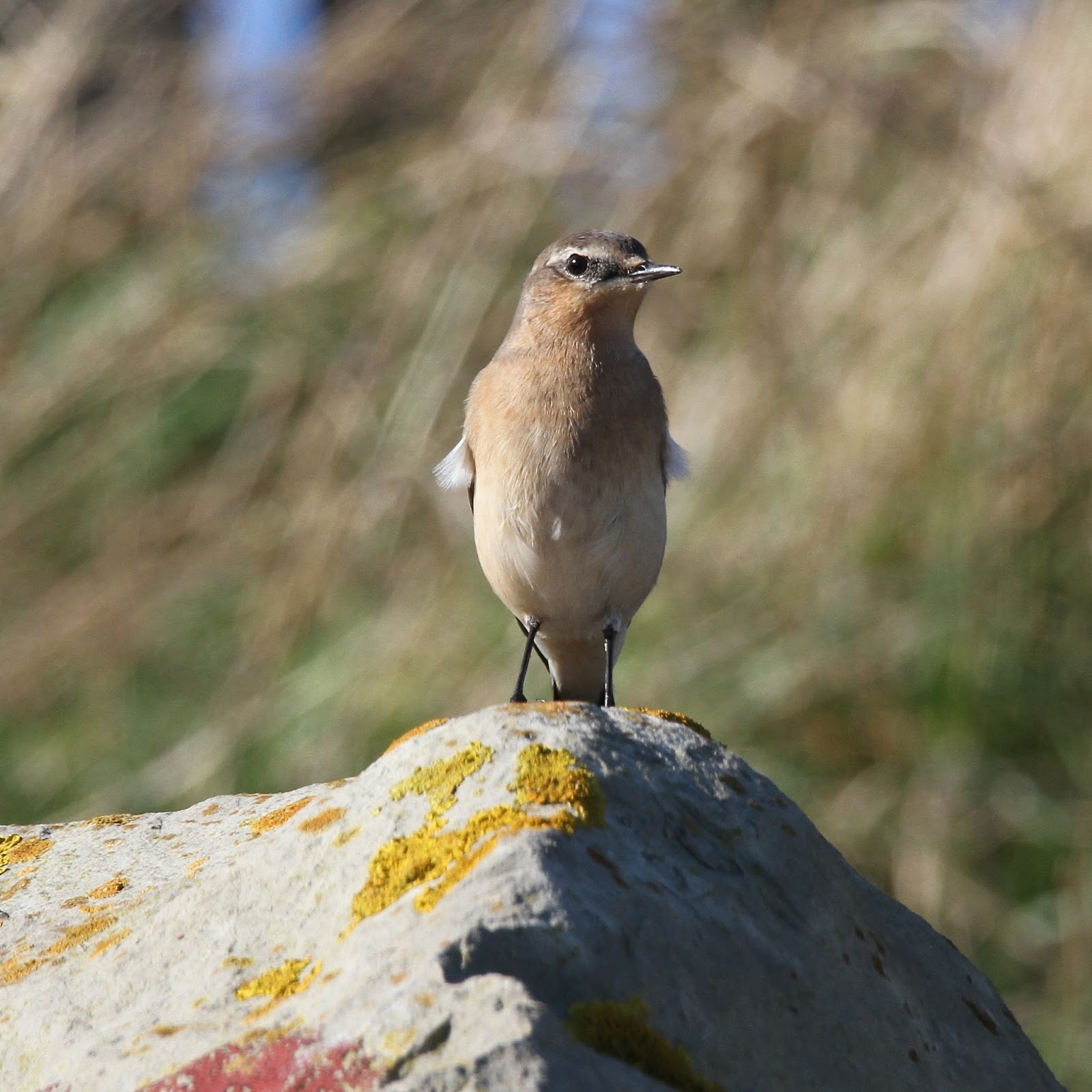 TrogTrogBlog: Bird of the week - Wheatear
