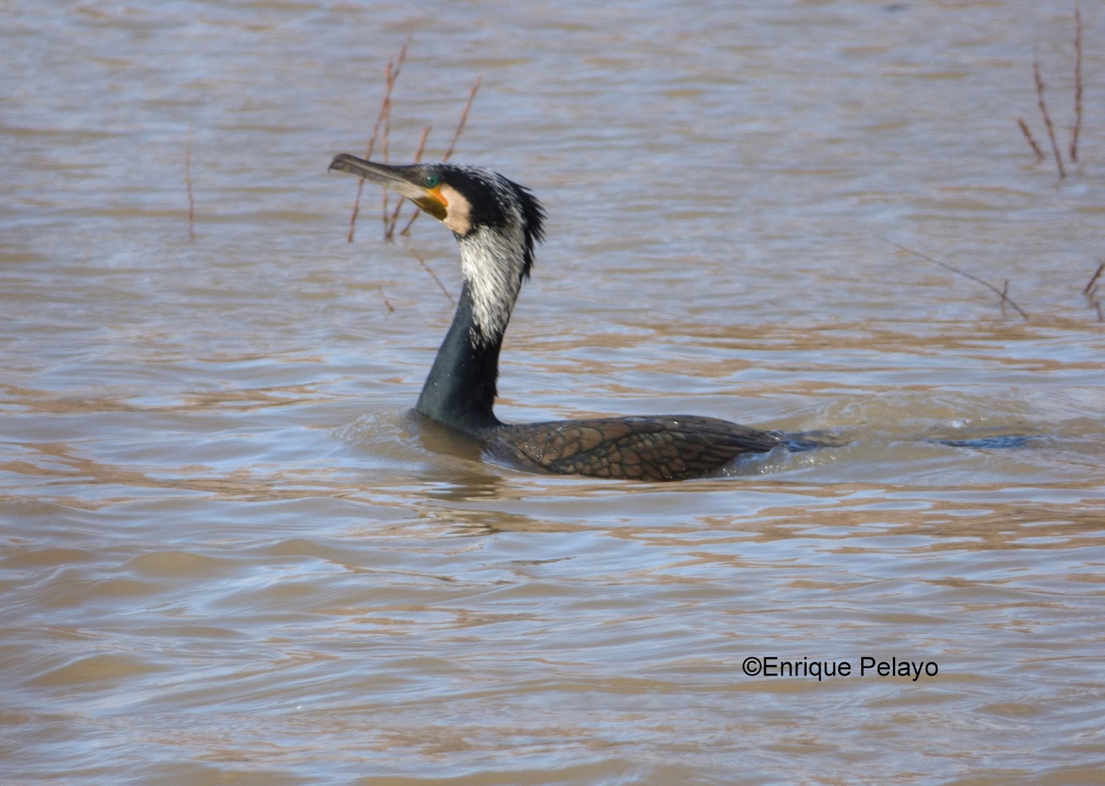 Pajareando en Zaragoza: Los cormoranes del Ebro / Great Cormorant ...
