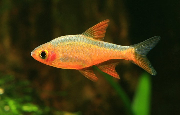 Aquarium Fish: Fire Rasbora