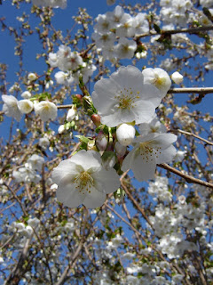 Prunus serrulata ‘Snow Goose’ – Plant Something Oregon