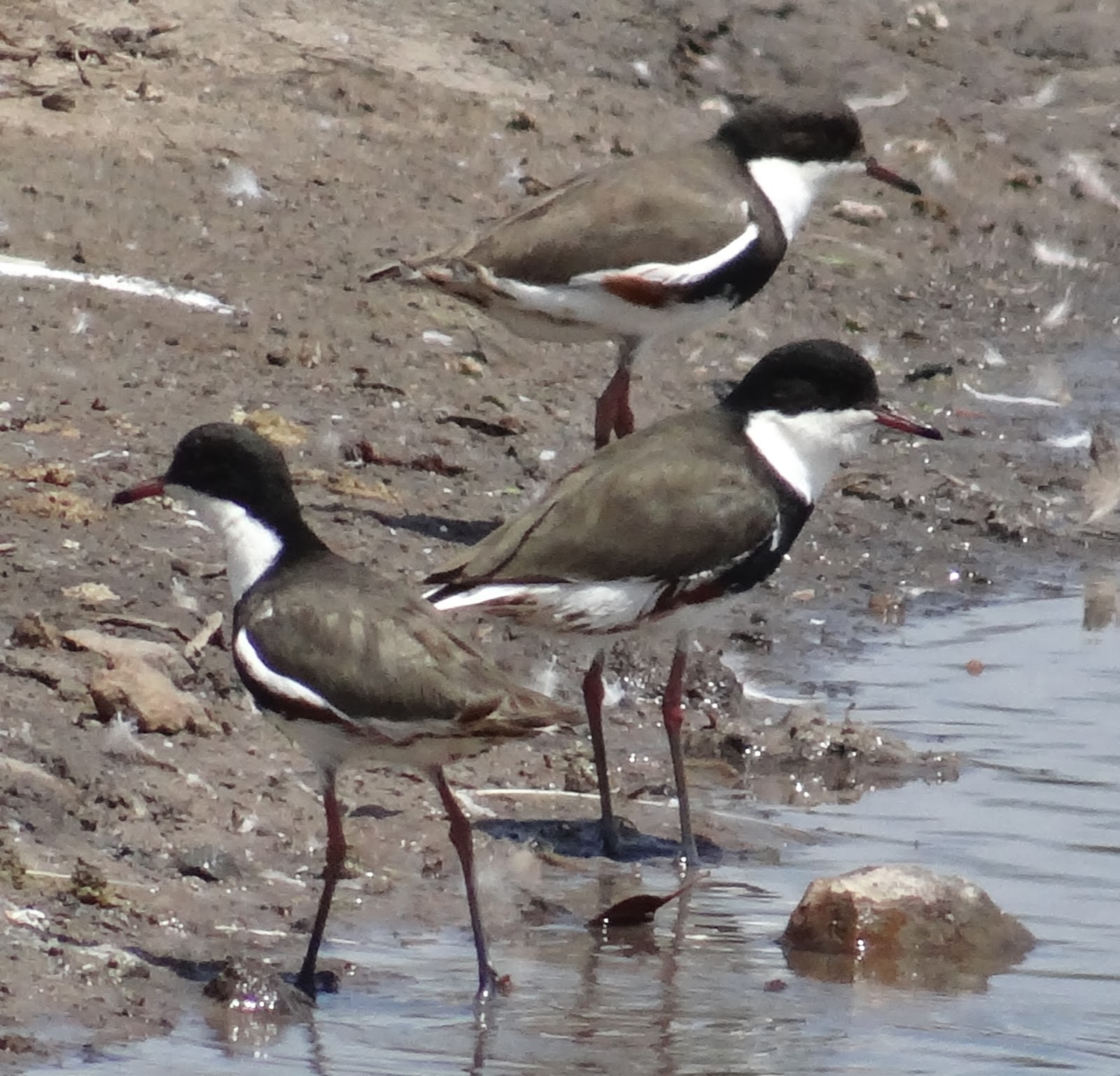sunshinecoastbirds: Australian Painted Snipe at Parklakes