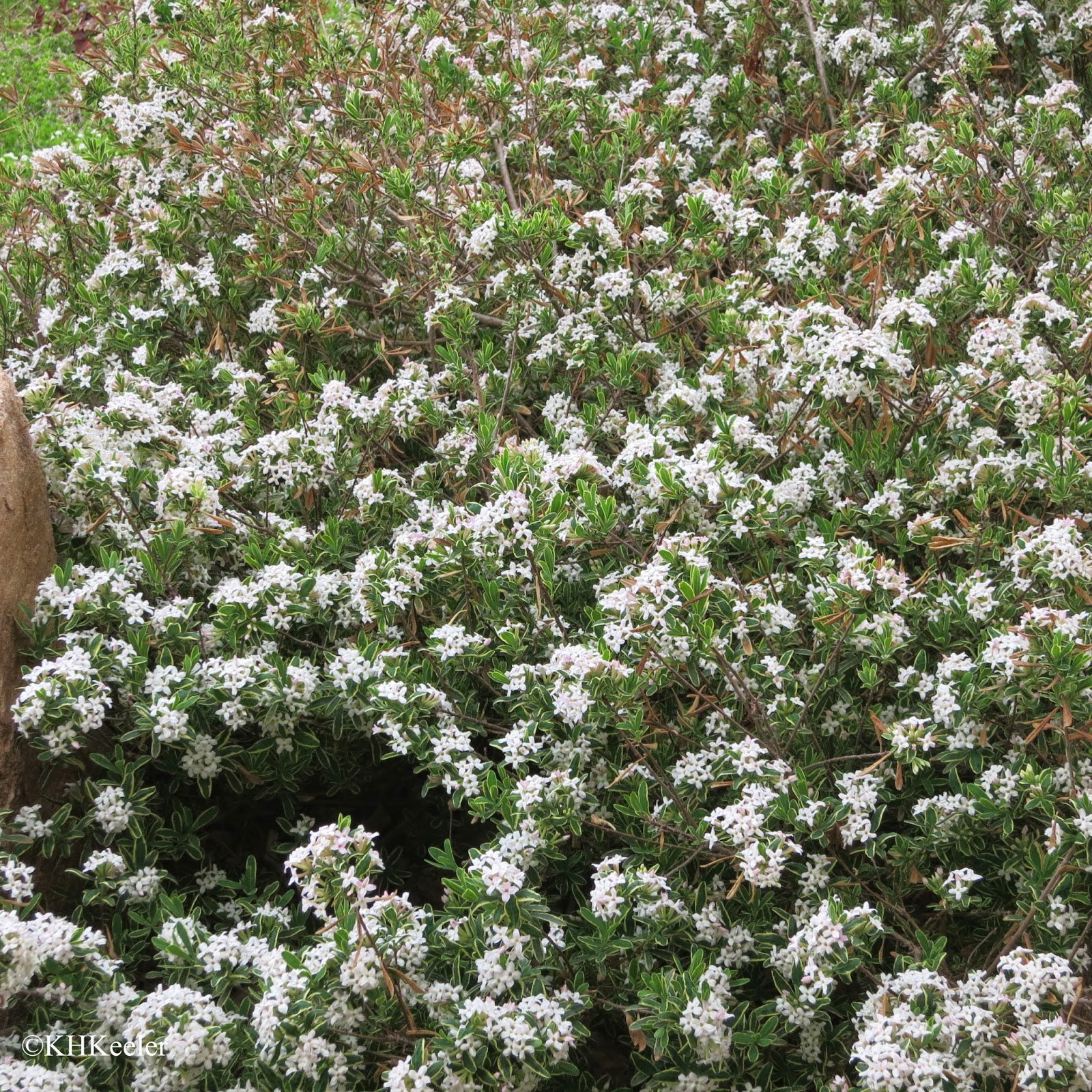 A Wandering Botanist: Plant Story--Daphne, Attractive and Fragrant