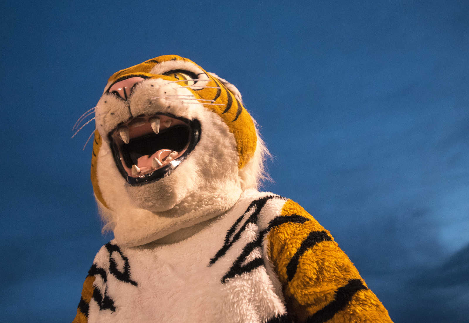 Theresa Taylor's Education Blog: What I Learned from being the Mascot