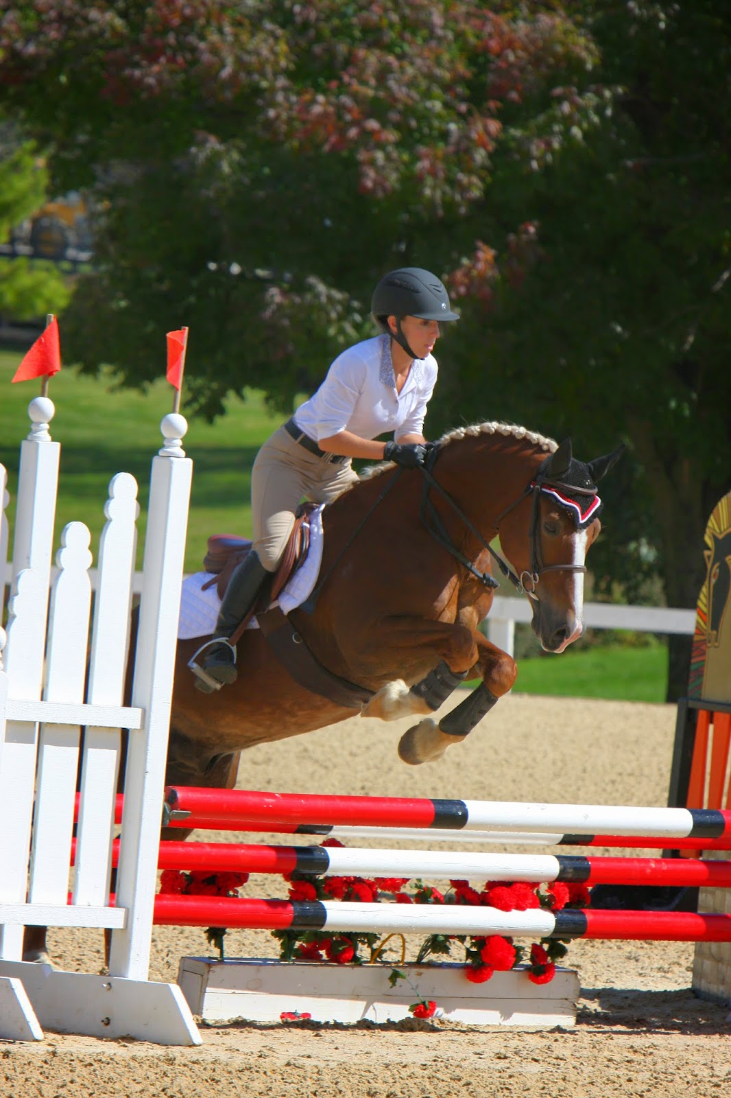 Cob Jockey: Jump Start HT: Show Jumping