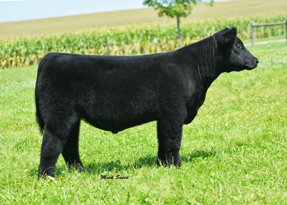 RCC Blog: $13000 high selling Fu Man Chu