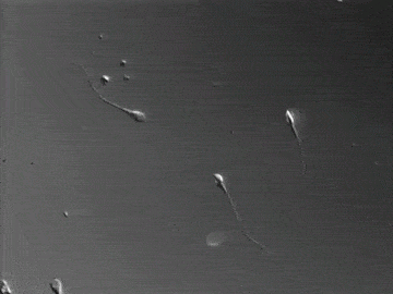 Biología 2 C201: Semana 7, Bases Celulares y Moleculares de la Reproducción