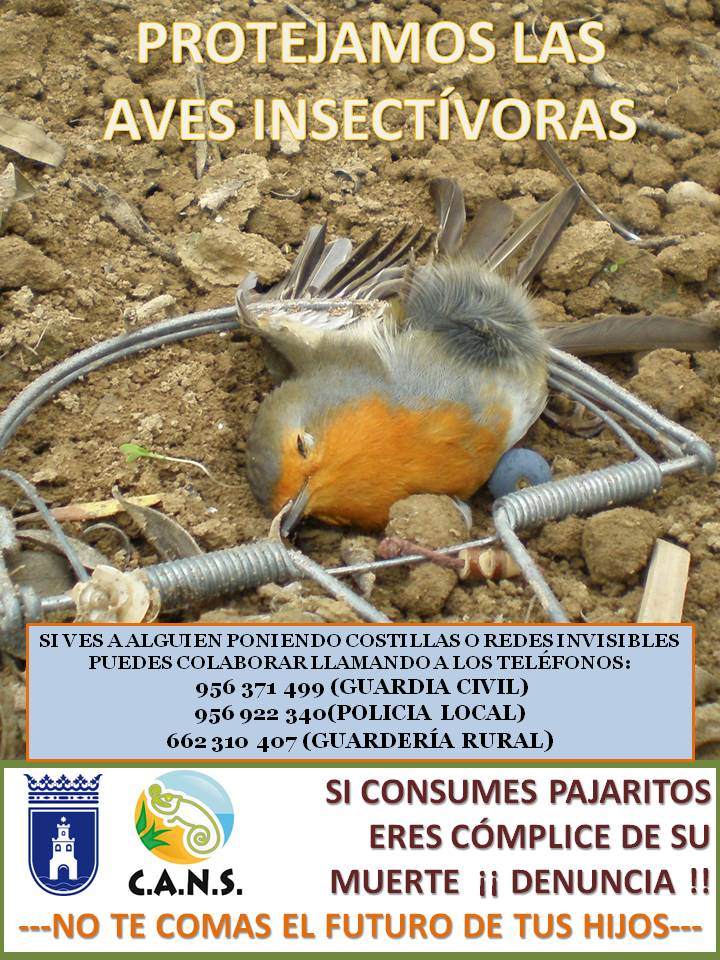 GRUPO ECOLOGISTA C.A.N.S. --CHIPIONA--: PROTEJAMOS LAS AVES INSECTÍVORAS
