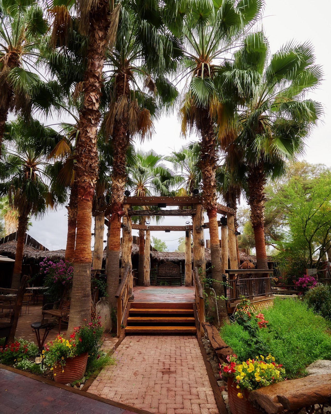 Moments Found Photography: 5/15/15 - Boojum Tree in Phoenix, Arizona.