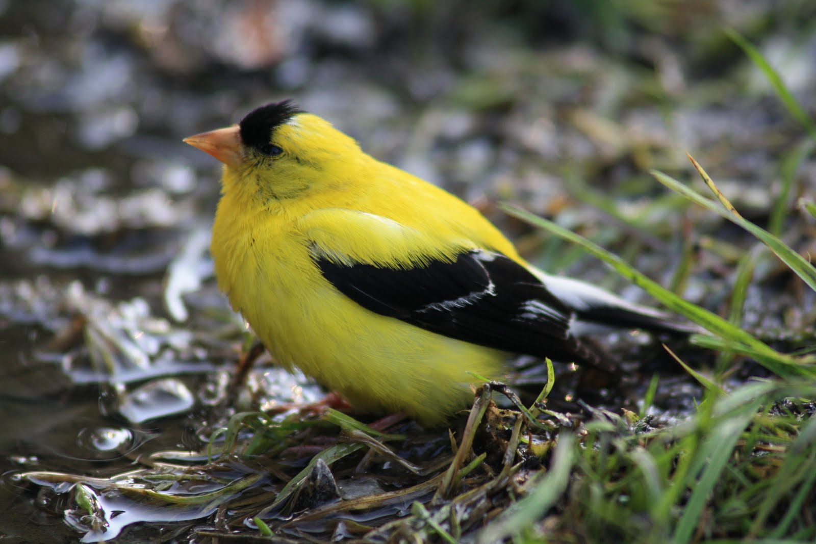 Michigan Roys: Yellow Finch and neighbor's flowers