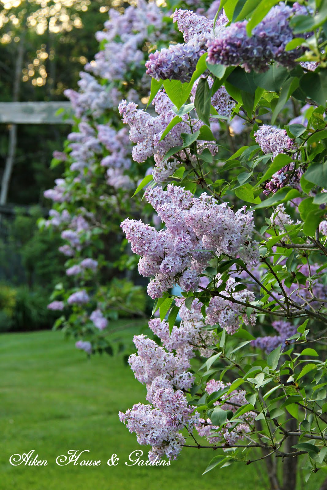Aiken House & Gardens: Buckets of Lilacs
