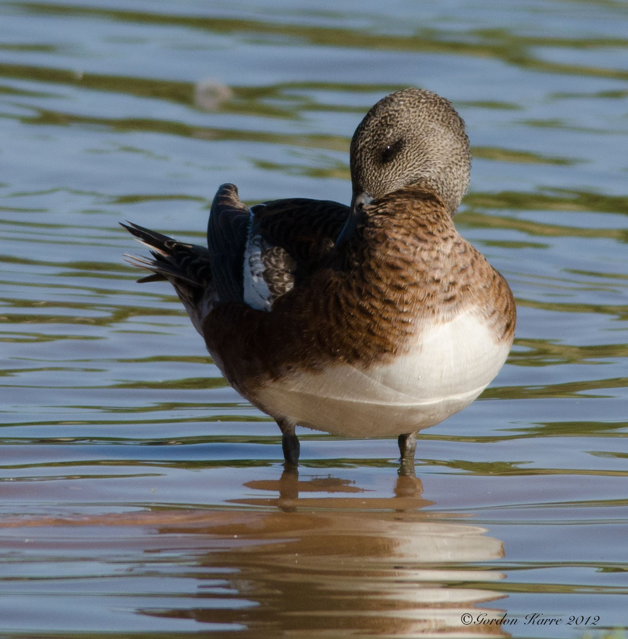 Gordon's Birding Adventures: August 2012