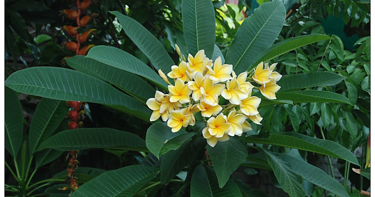 My Green Eye's: Bunga- Bunga Ramadhan 2016