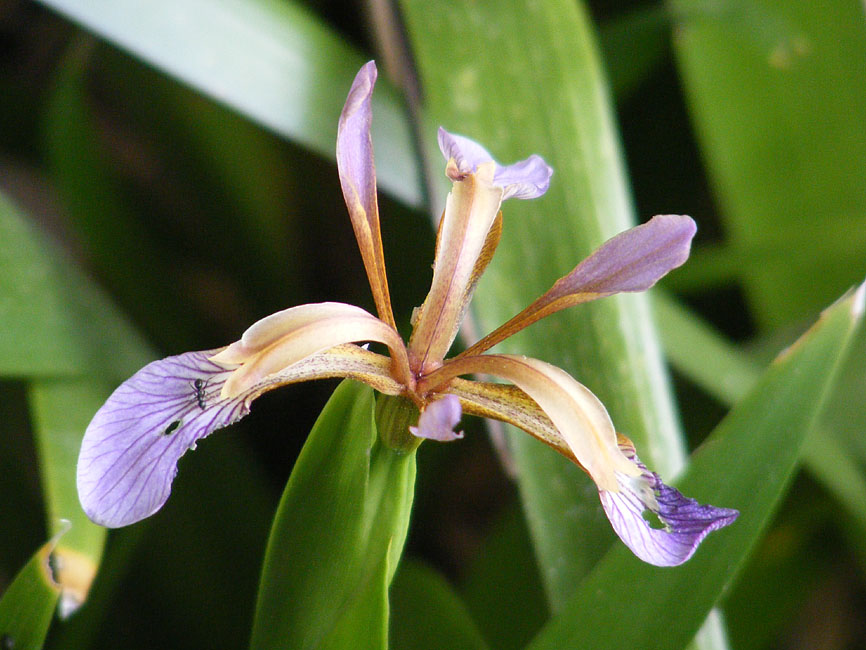 Loire Valley Nature: Stinking Iris - Iris foetidissima