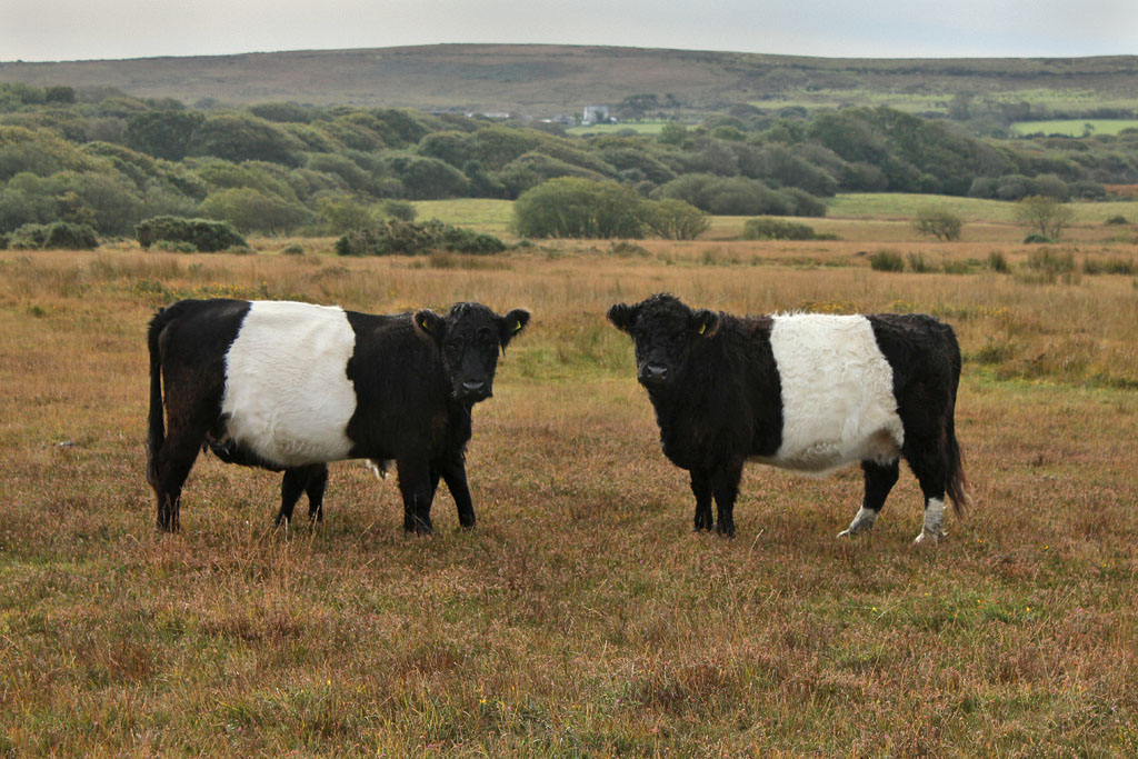 Gower Wildlife: Belted Galloway Cattle on Cefn Bryn