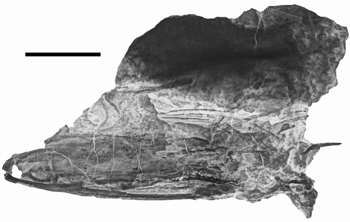 RMDRC paleo lab: Viva la Muppetfish! 2 new species of Rhinconichthys ...
