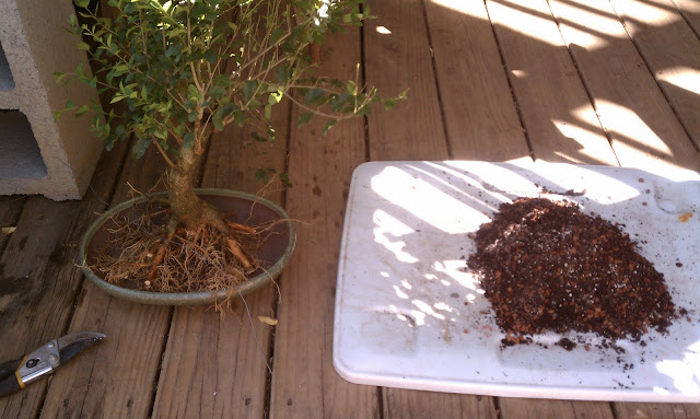 Bodhisattva Bonsai: Privet enters into a new future as Bonsai