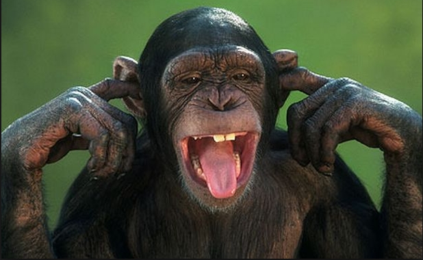 Green All Over: Cheeky Chirpy Chimps